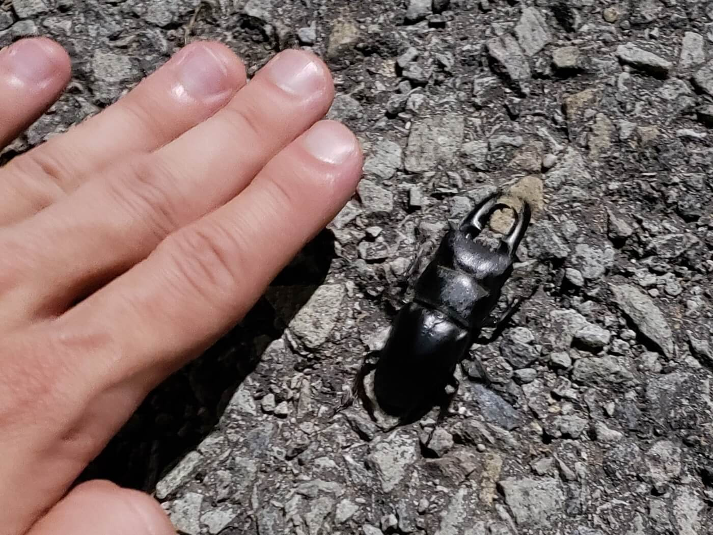 Creatures of Goseong, South Korea - Goseong Guy