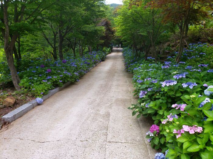 Grace Garden and the Hydrangeas - Goseong Guy