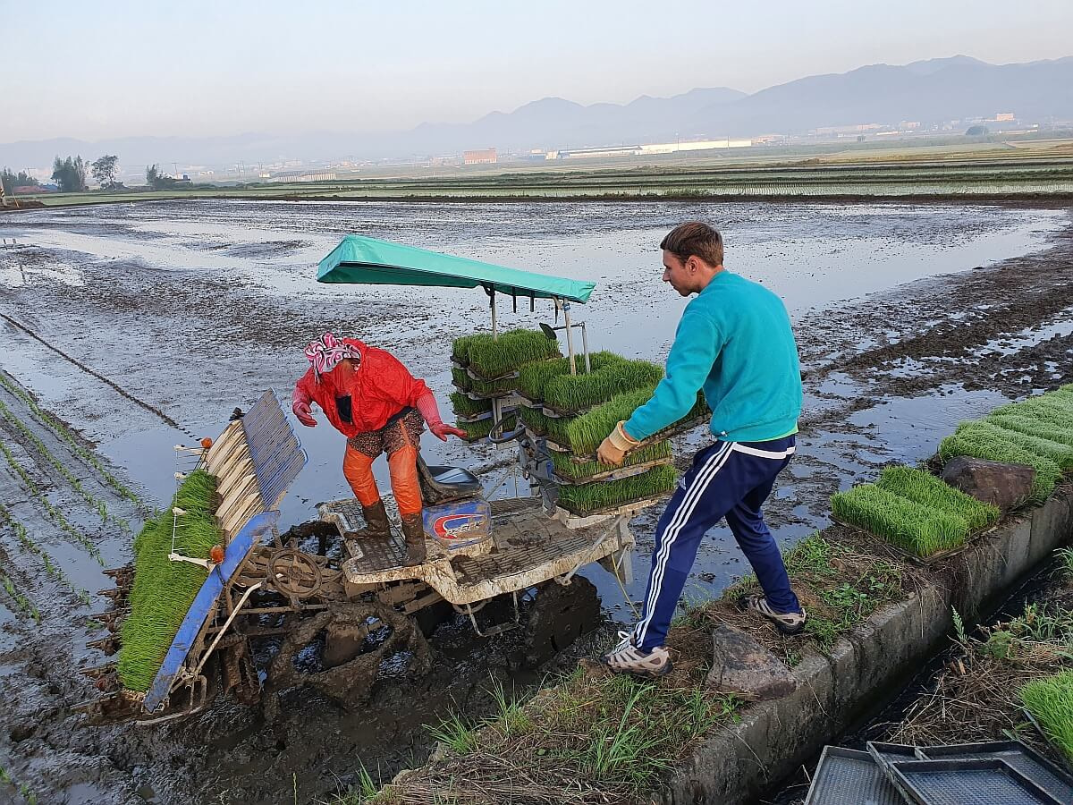 Planting Rice in South Korea - Goseong Guy