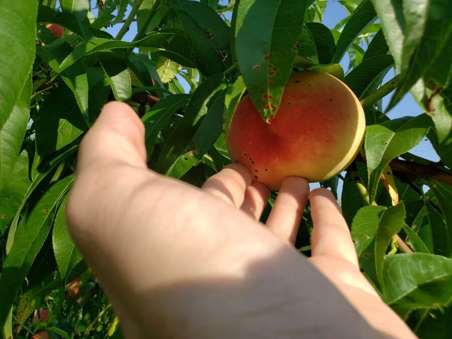 Growing Fruits and Vegetables in Korea - Goseong Guy